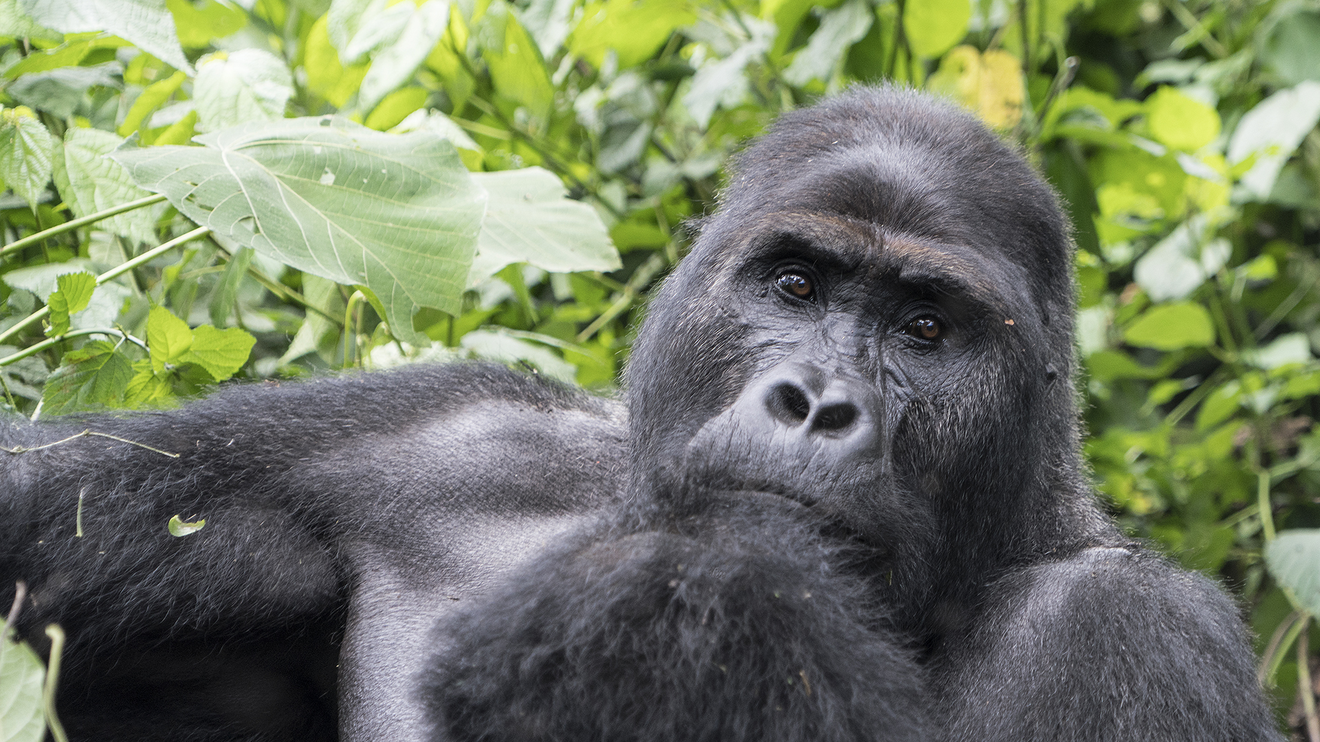 Fed Judge Cuts Buffalo Mobster “Mike The Gorilla” Masecchia Loose Early ...